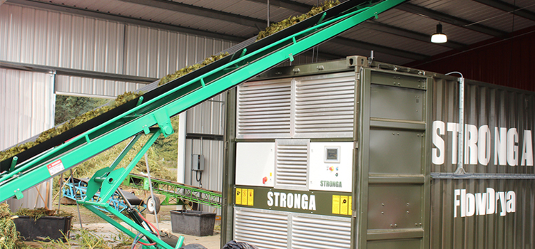 Importance of Drying Hemp for CBD Oil Extraction - STRONGA